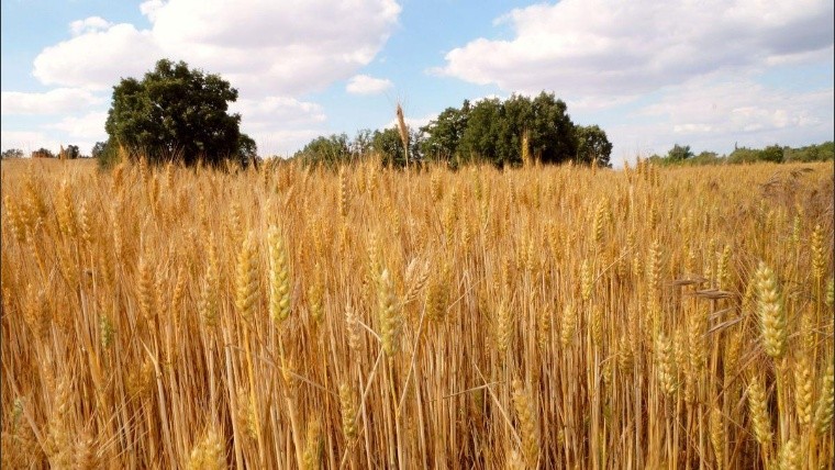 El 50% de los trigales con estado “bueno” - INFO VERA